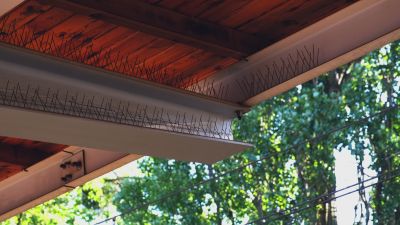Effective and Durable Bird Spikes Installation Services